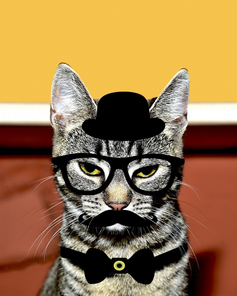 A cat-person’s guide to finding glasses that fit your cat – For Little Eyes