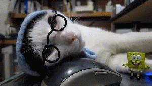 A cat-person’s guide to finding glasses that fit your cat – For Little Eyes